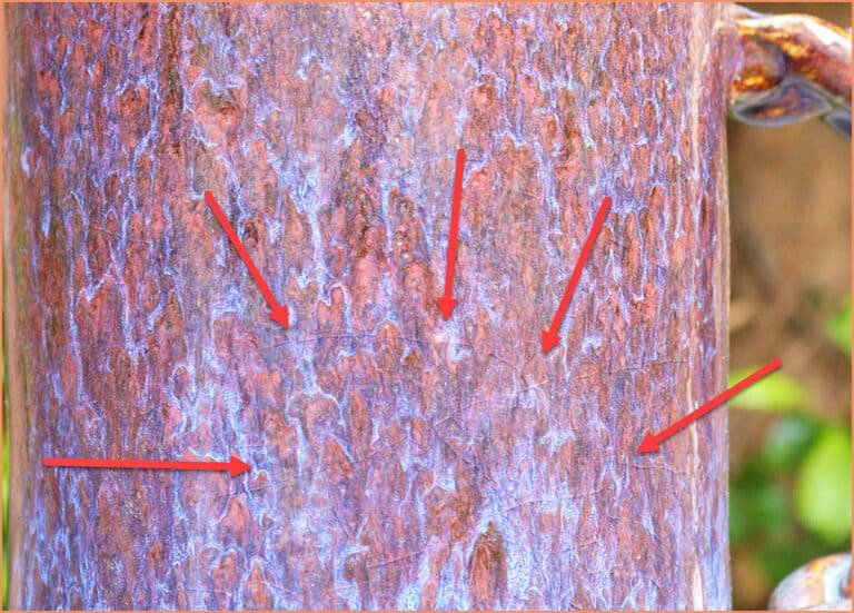 What Is Crazing In Ceramics And How To Prevent It!